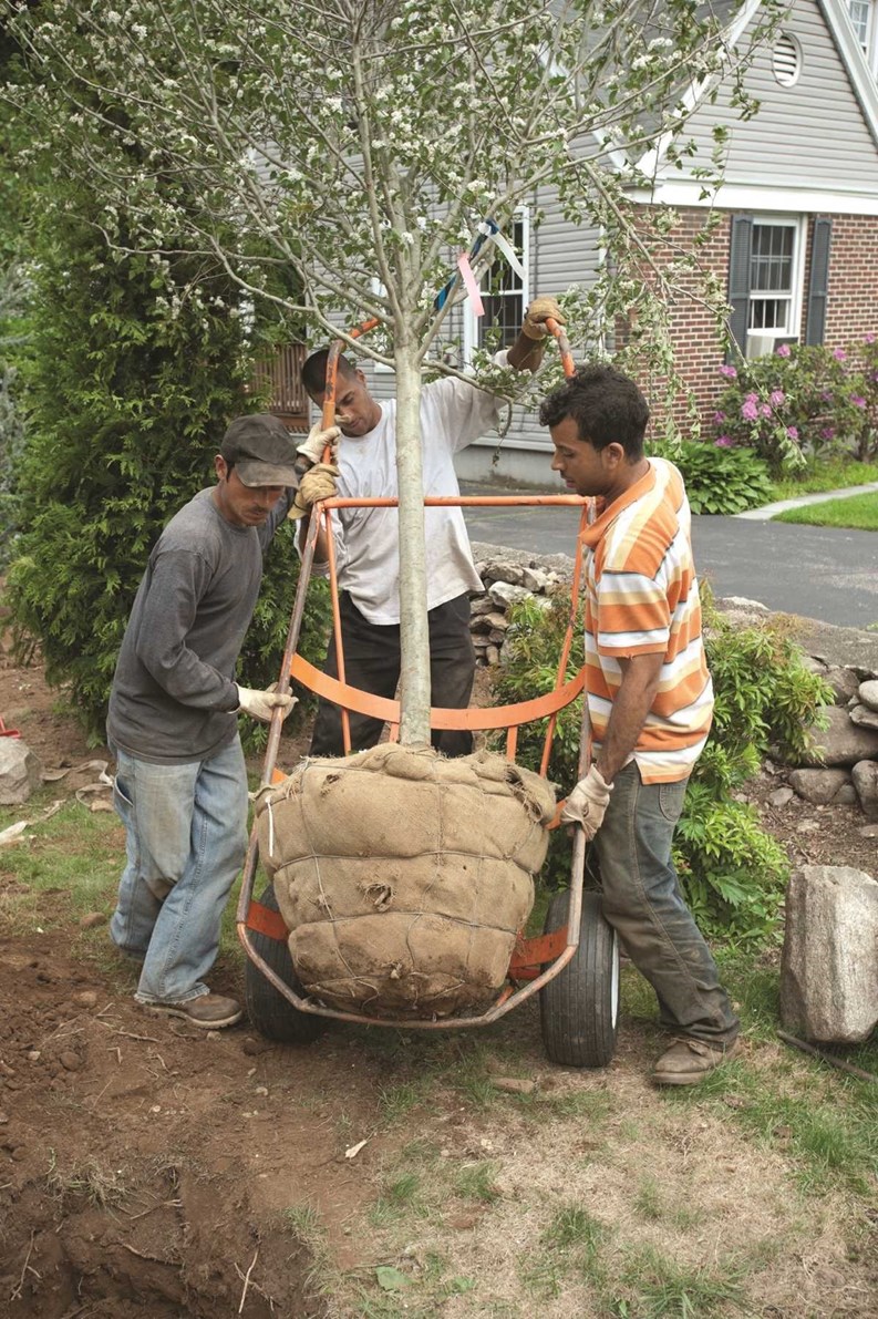 Keeping Trees Healthy & Green - Tree Planning and Care - New England ...